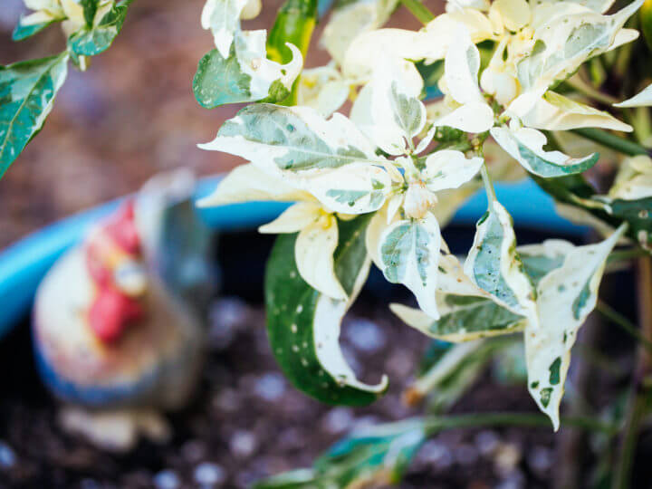 Fish Pepper: A Peculiar Pepper With Deep Roots in African-American ...