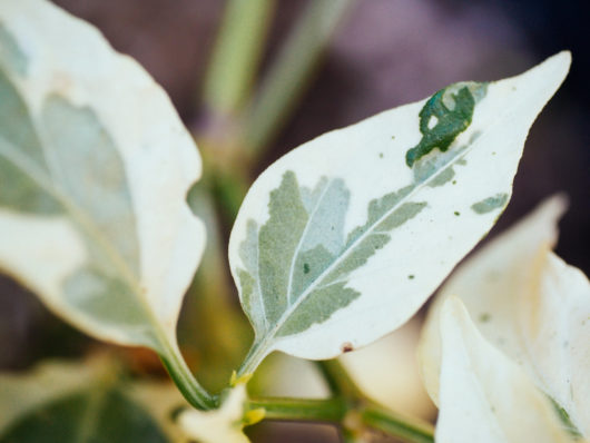 Fish Pepper: A Peculiar Pepper With Deep Roots in African-American ...
