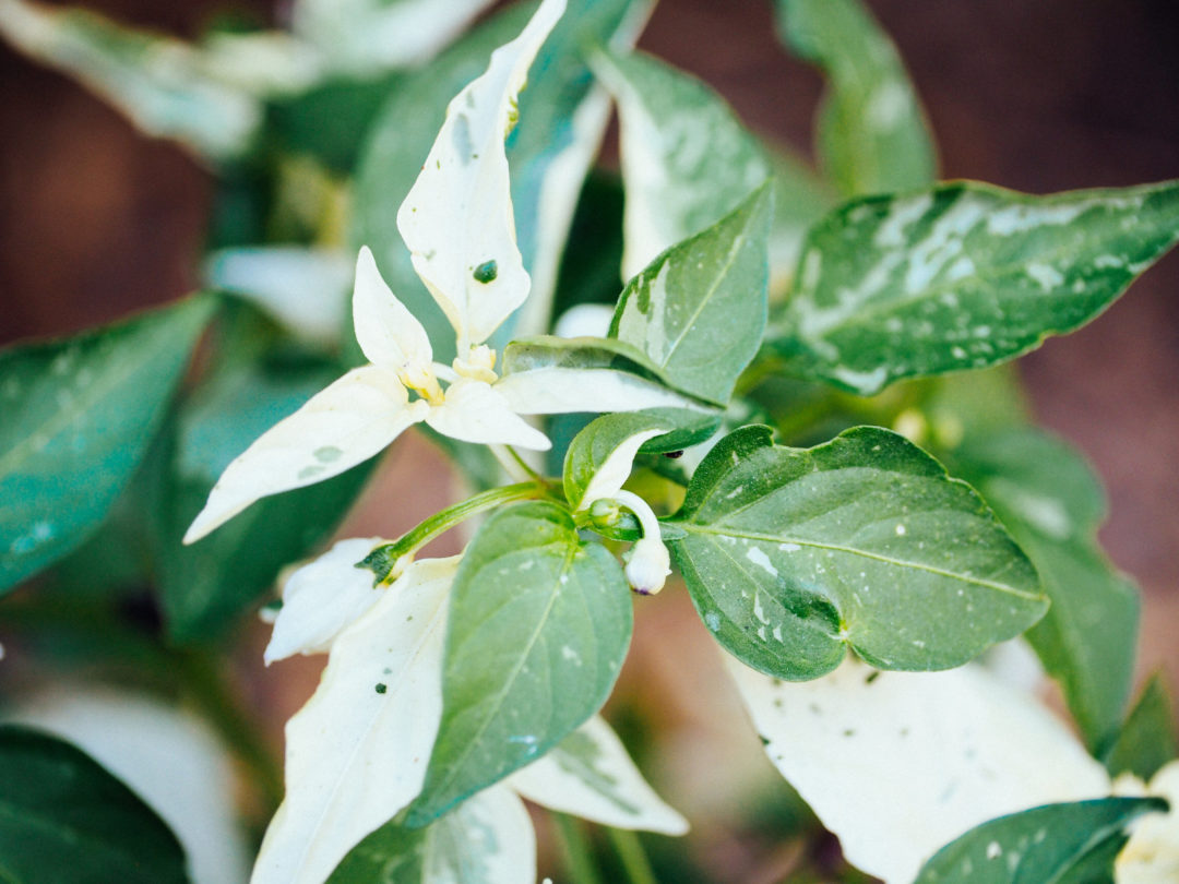 Fish Pepper: A Peculiar Pepper With Deep Roots in African-American ...