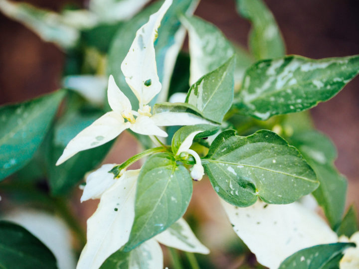 Fish Pepper: A Peculiar Pepper With Deep Roots in African-American ...