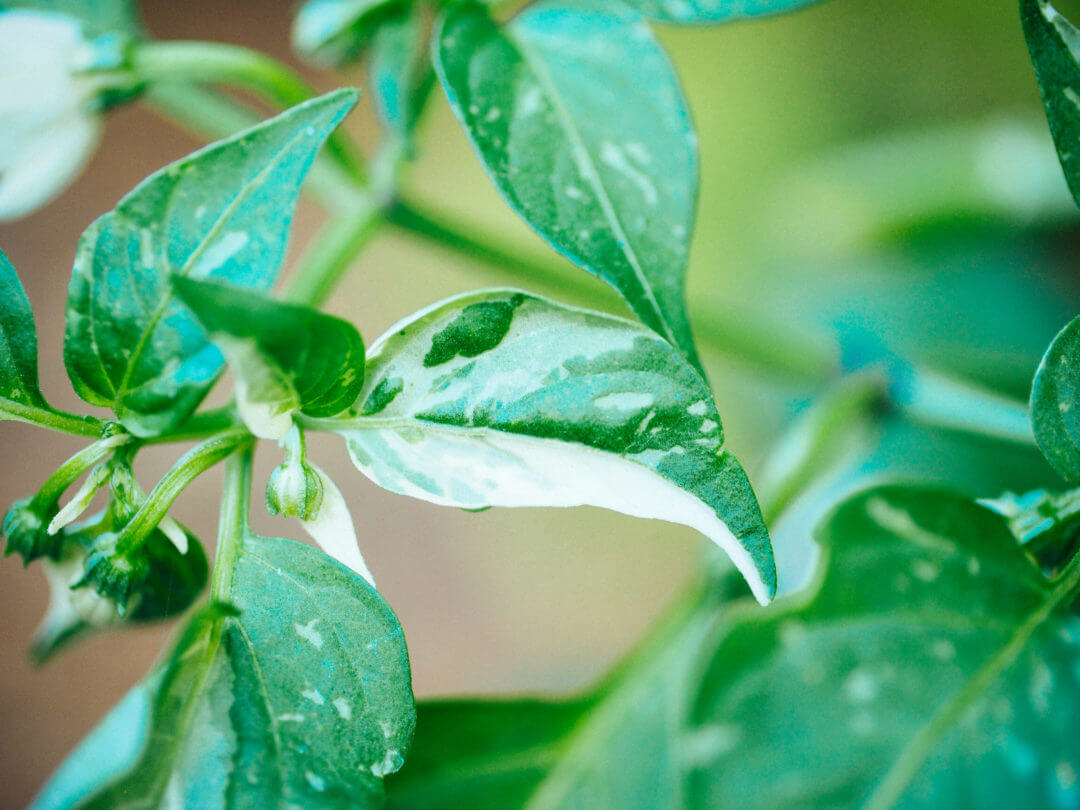Fish Pepper: A Peculiar Pepper With Deep Roots in African-American ...