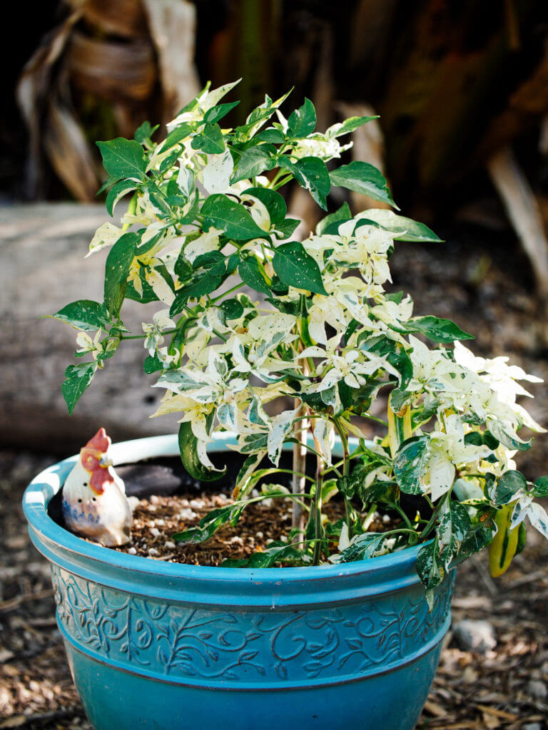 Fish Pepper: A Peculiar Pepper With Deep Roots in African-American ...