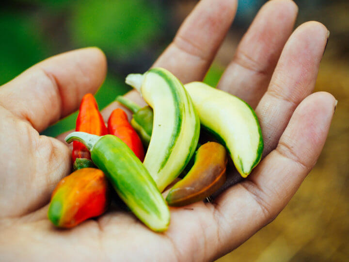 Fish Pepper: A Peculiar Pepper With Deep Roots in African-American ...