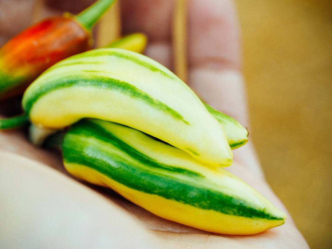 Fish Pepper: A Peculiar Pepper With Deep Roots in African-American ...