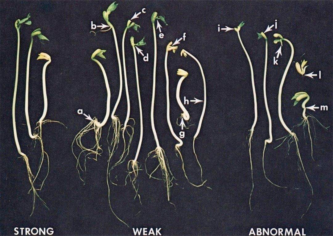 How Long Do Seeds Last? Check This Seed Viability Chart - Garden Betty