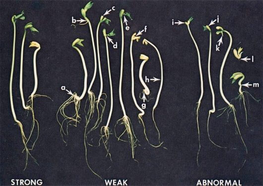 How Long Do Seeds Last? Check This Seed Viability Chart - Garden Betty