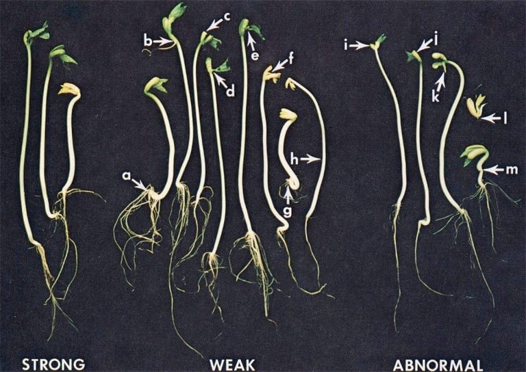 How Long Do Seeds Last? Check This Seed Viability Chart - Garden Betty