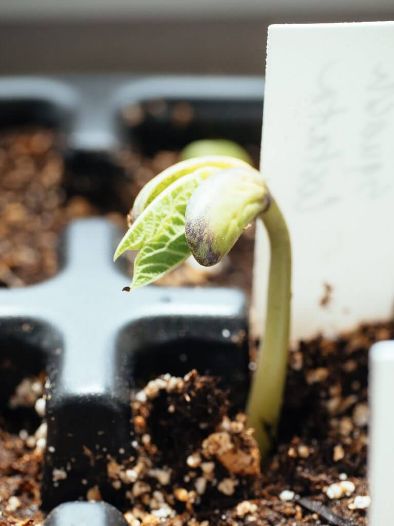 How Long Do Seeds Last? Check This Seed Viability Chart - Garden Betty