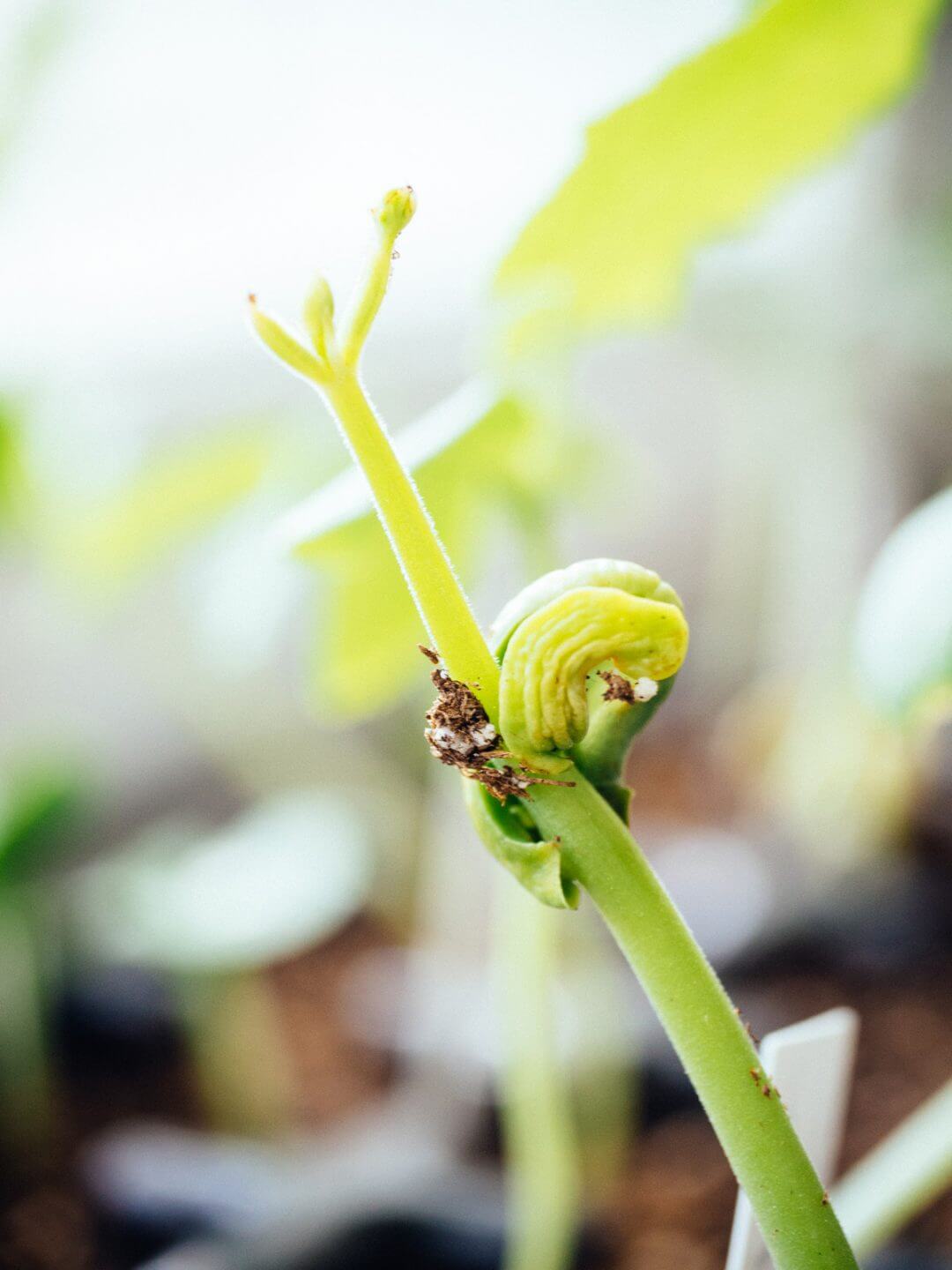 How Long Do Seeds Last? Check This Seed Viability Chart - Garden Betty