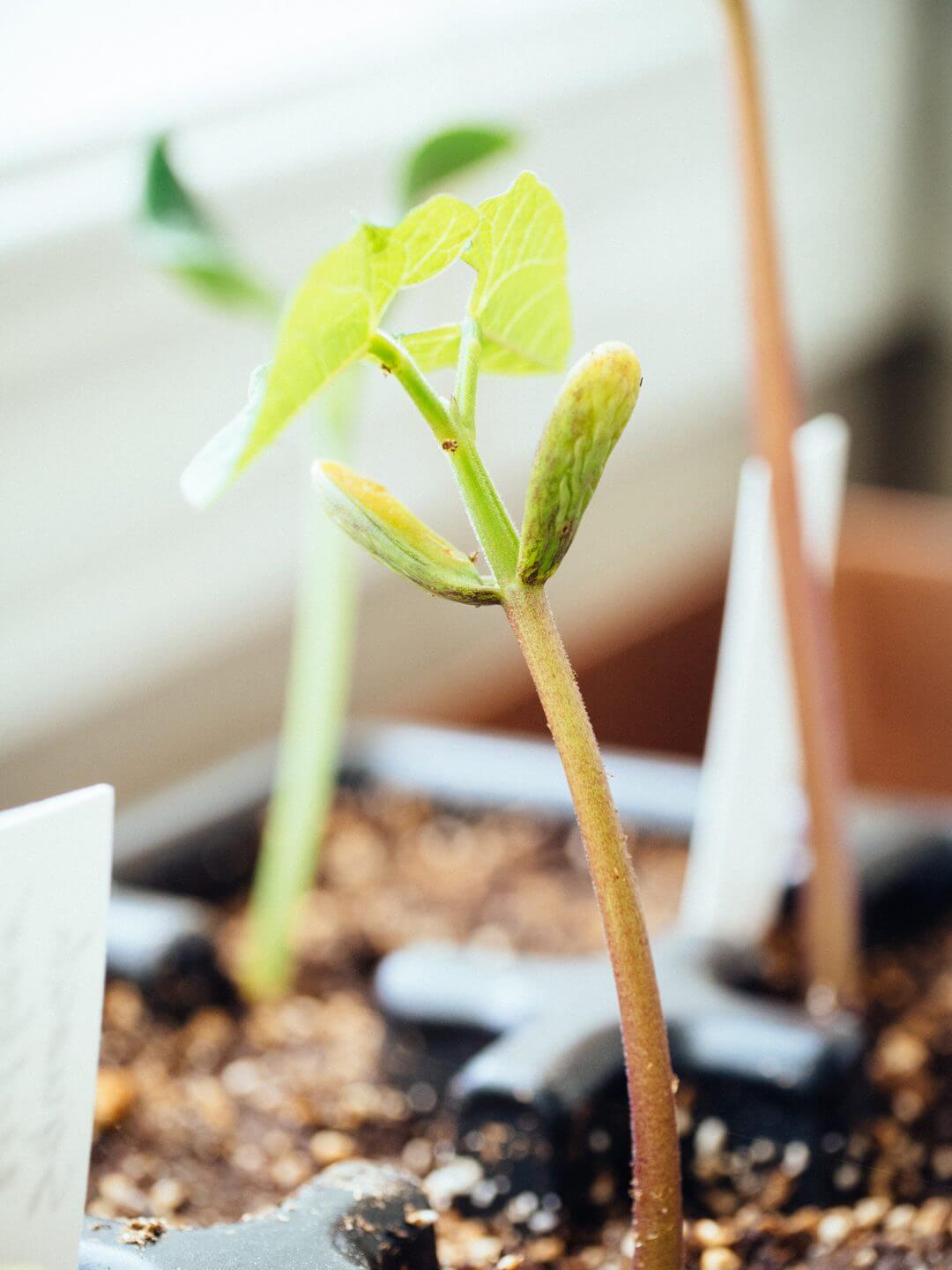 How Long Do Seeds Last? Check This Seed Viability Chart - Garden Betty