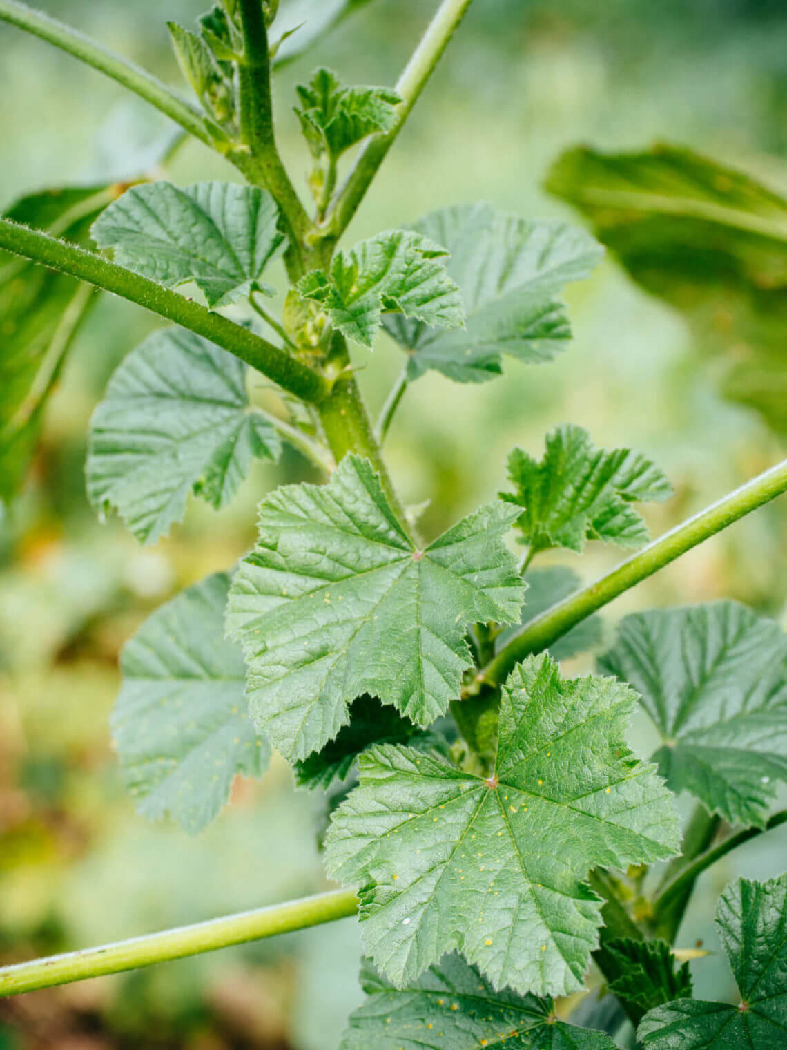 Mallow Weed: The Wild Edible That’s Also a Love Potion – Garden Betty