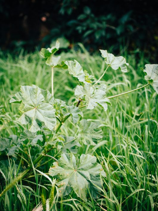 Mallow Weed: The Wild Edible That’s Also a Love Potion – Garden Betty