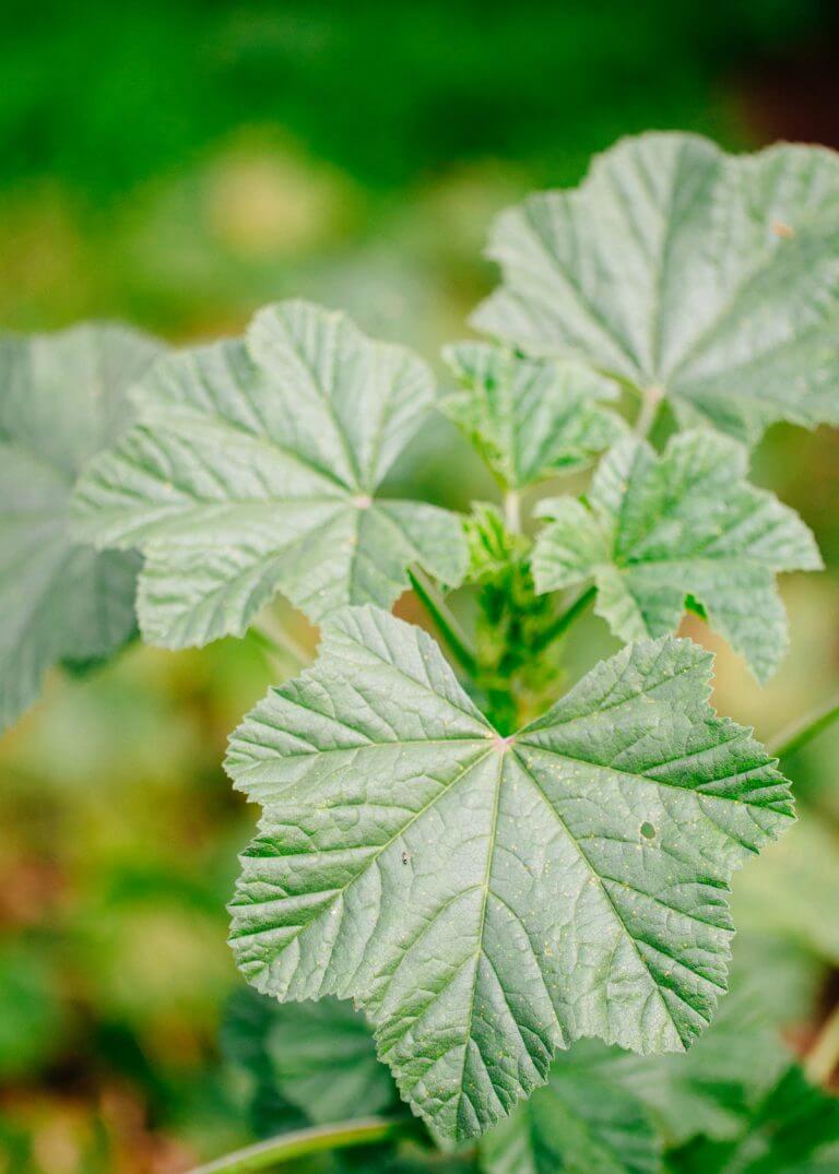 Mallow Weed: The Wild Edible That's Also a Love Potion