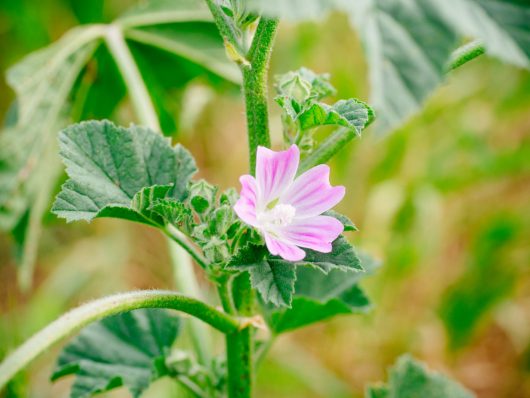 Mallow Weed: The Wild Edible That's Also a Love Potion