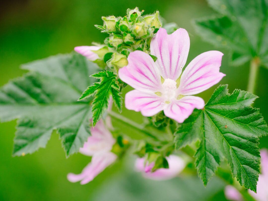 Mallow Weed: The Wild Edible That's Also a Love Potion
