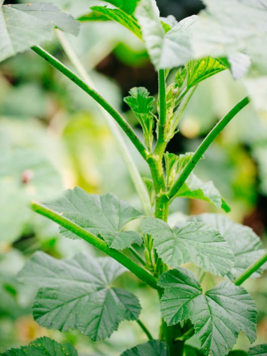 Mallow Weed: The Wild Edible That's Also a Love Potion
