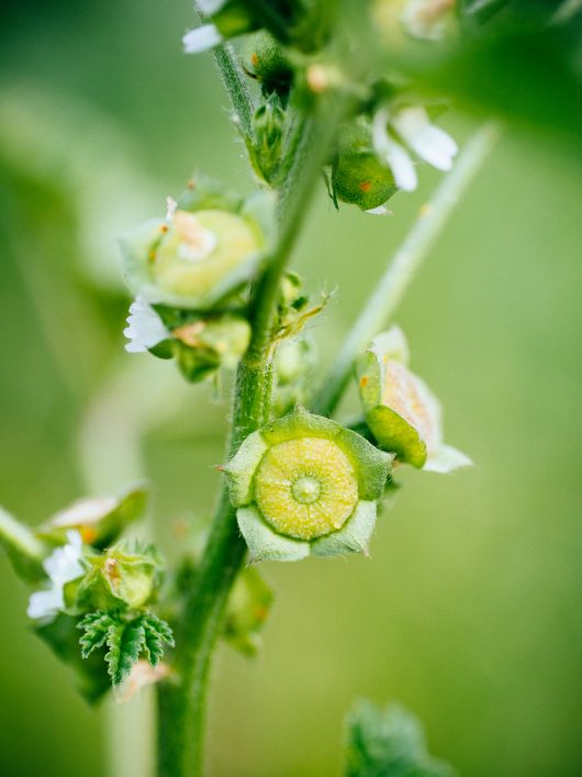 Mallow Weed: The Wild Edible That's Also a Love Potion