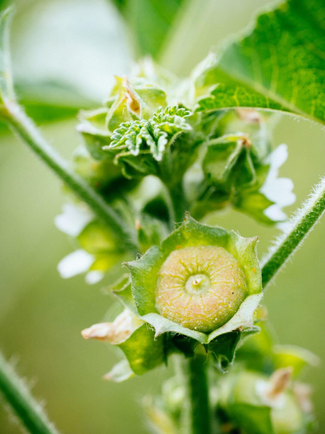 Mallow Weed: The Wild Edible That's Also a Love Potion