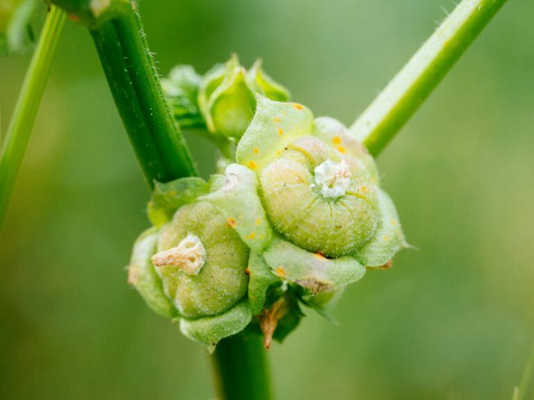 Mallow Weed: The Wild Edible That's Also a Love Potion