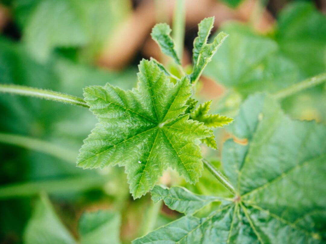 Mallow Weed: The Wild Edible That's Also a Love Potion