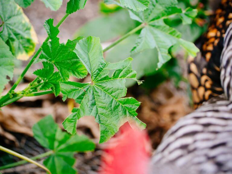 Mallow Weed: The Wild Edible That's Also a Love Potion