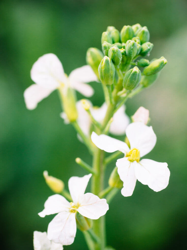 The Difference Between Winter Radishes vs. Spring Radishes: What to ...