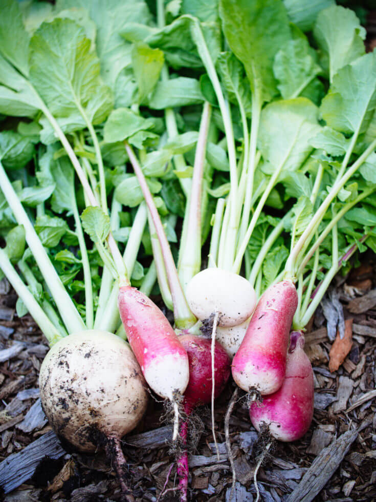 The Difference Between Winter Radishes vs. Spring Radishes: What to ...