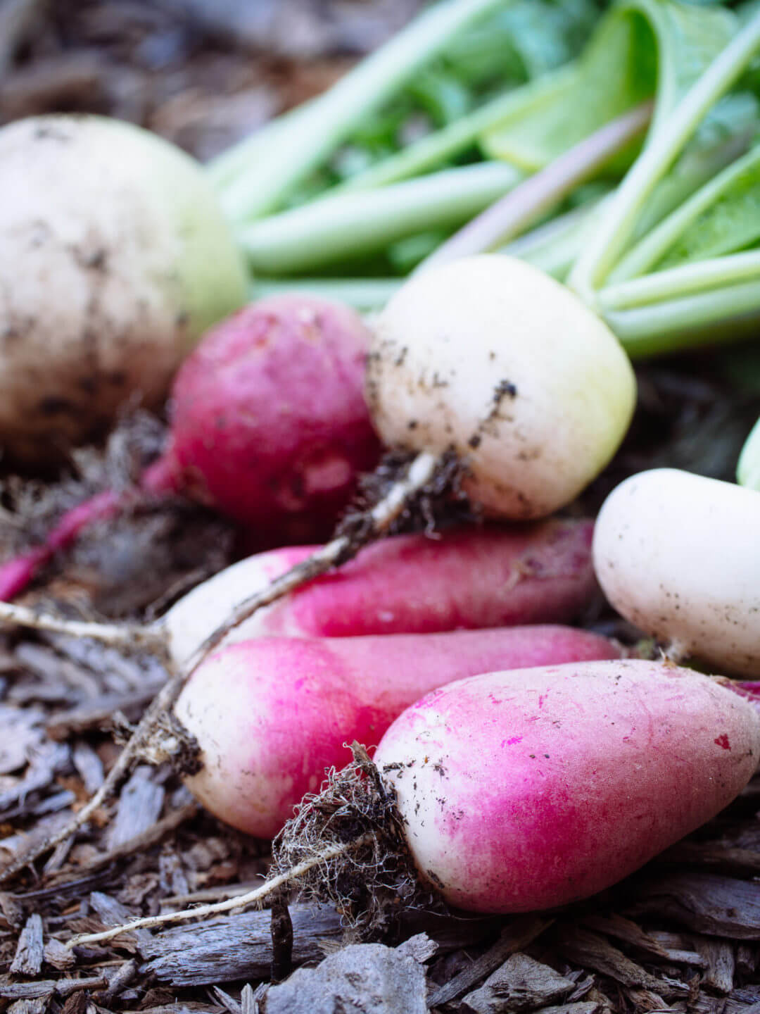 The Difference Between Winter Radishes vs. Spring Radishes: What to ...