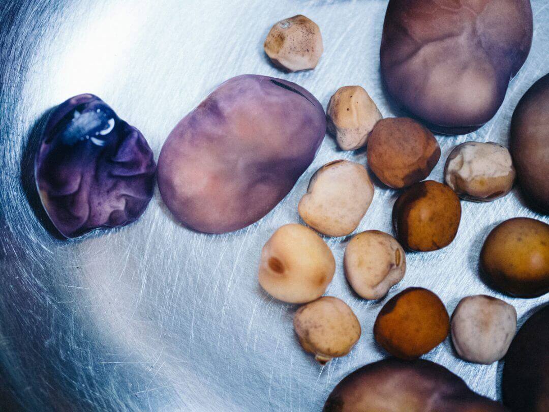 How to Soak Seeds and Speed Up Germination Time – Garden Betty