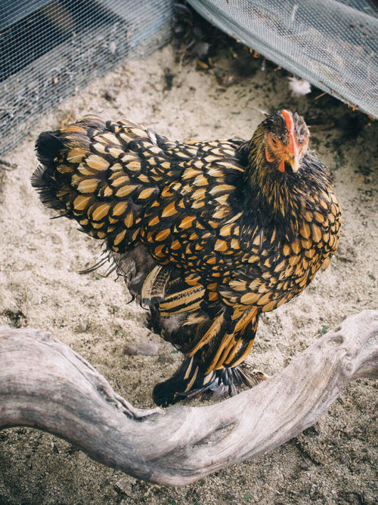 Chicken First Aid: How to Wrap a Sprained Wing – Garden Betty
