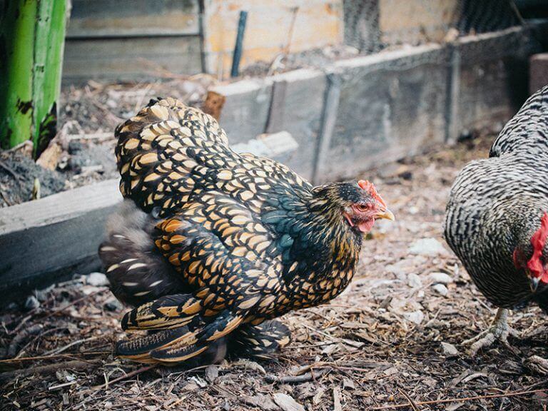 Chicken First Aid: How to Wrap a Sprained Wing – Garden Betty