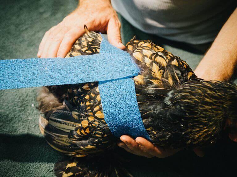 Chicken First Aid: How to Wrap a Sprained Wing – Garden Betty