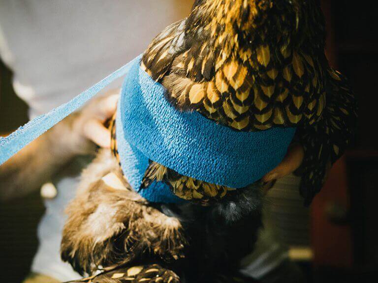 Chicken First Aid: How to Wrap a Sprained Wing – Garden Betty