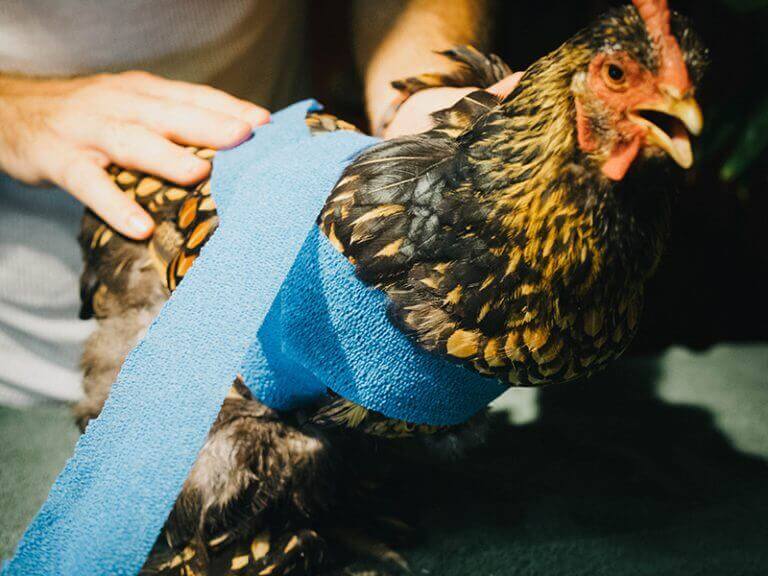 Chicken First Aid: How to Wrap a Sprained Wing – Garden Betty