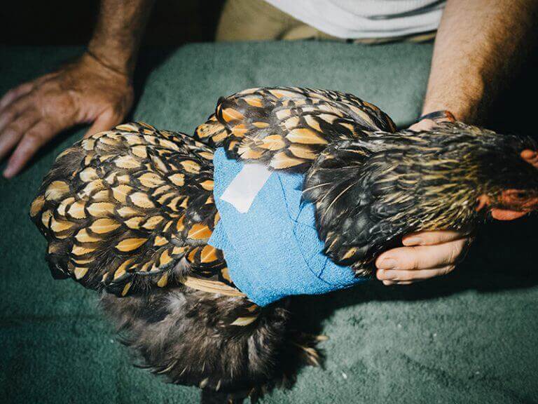 Chicken First Aid: How to Wrap a Sprained Wing – Garden Betty