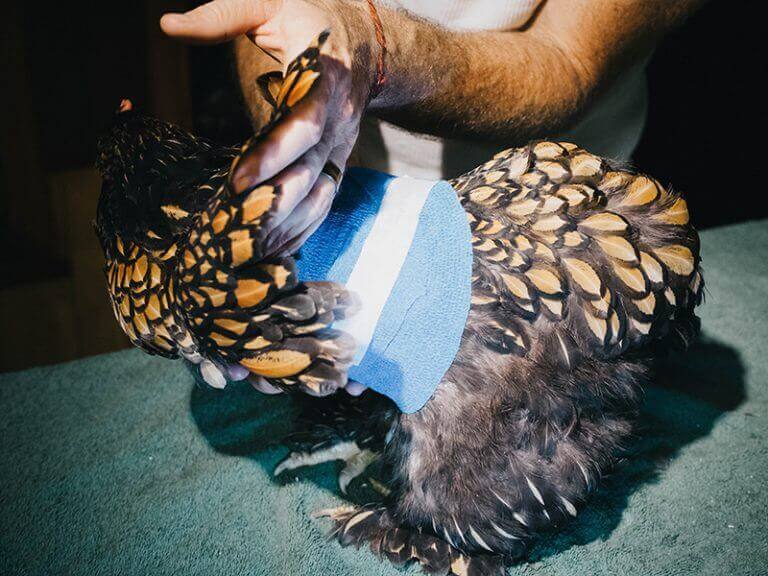 Chicken First Aid: How to Wrap a Sprained Wing - Garden Betty