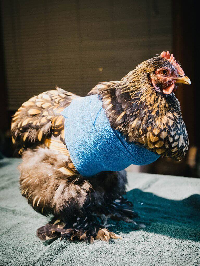 Chicken First Aid: How to Wrap a Sprained Wing – Garden Betty