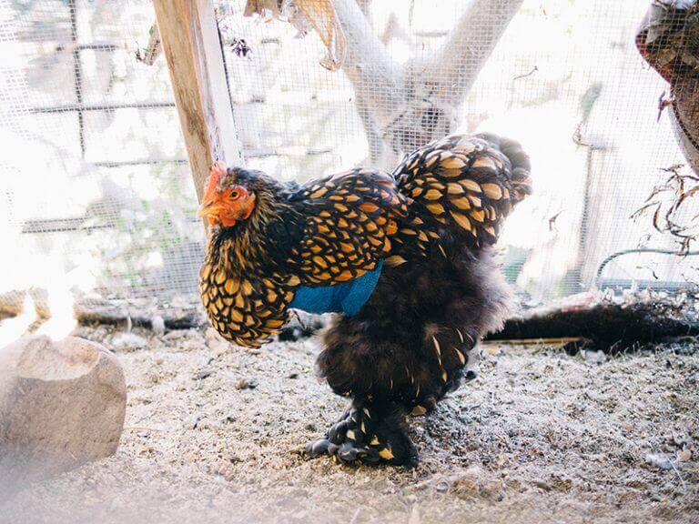 Chicken First Aid: How to Wrap a Sprained Wing – Garden Betty