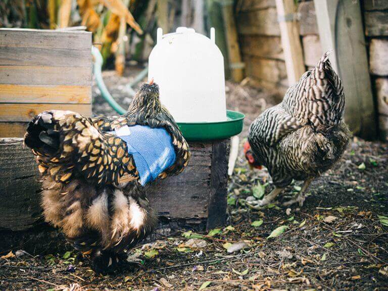 Chicken First Aid: How to Wrap a Sprained Wing – Garden Betty
