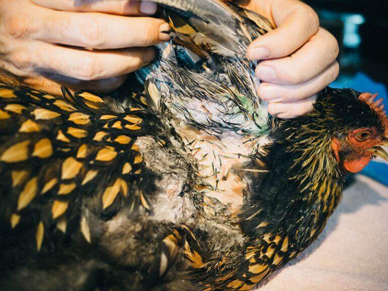 Chicken First Aid: How to Wrap a Sprained Wing – Garden Betty