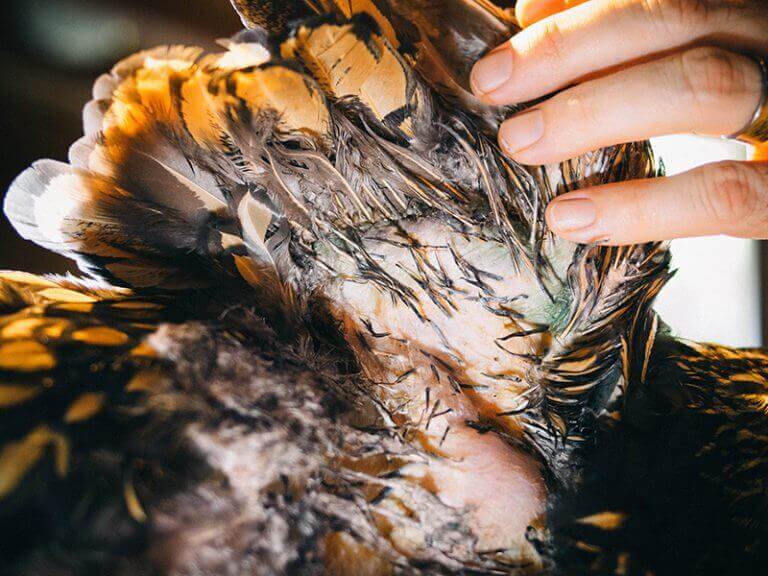 Chicken First Aid: How to Wrap a Sprained Wing – Garden Betty