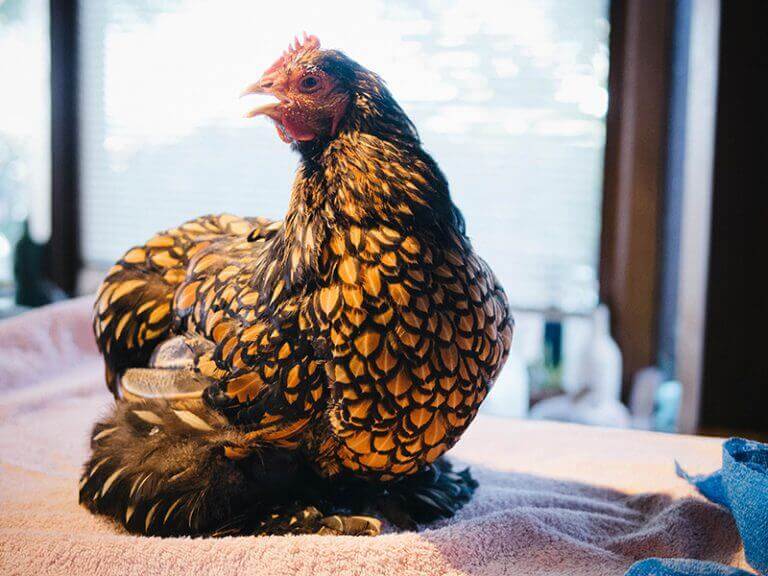 Chicken First Aid: How to Wrap a Sprained Wing – Garden Betty