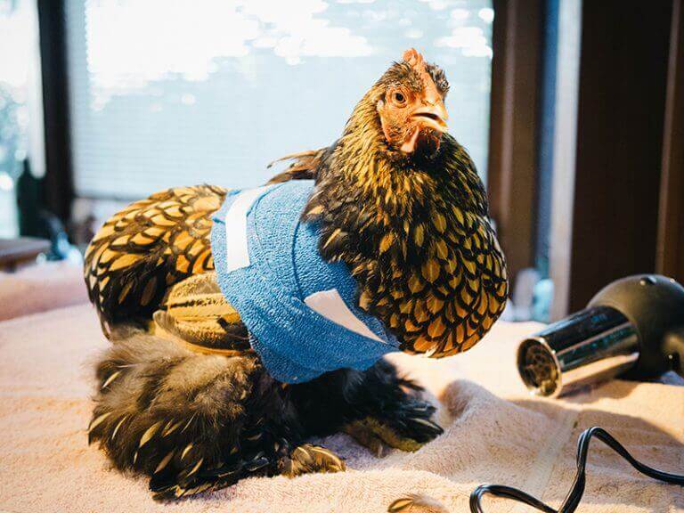 Chicken First Aid: How to Wrap a Sprained Wing – Garden Betty