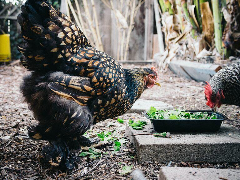 Chicken First Aid: How to Wrap a Sprained Wing – Garden Betty