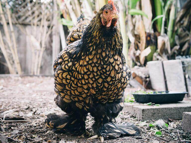 Chicken First Aid: How to Wrap a Sprained Wing – Garden Betty