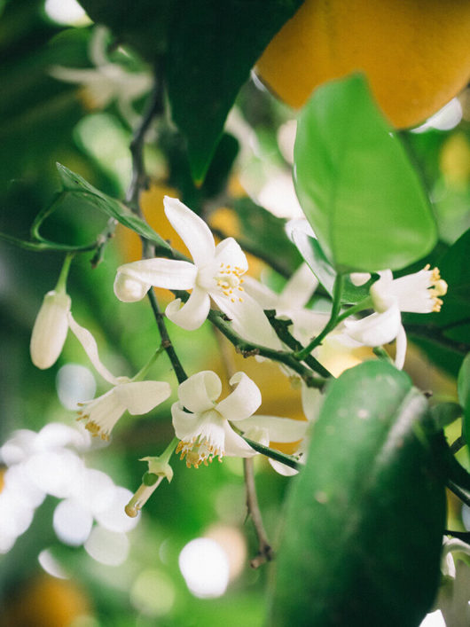 Smells of Spring - Garden Betty