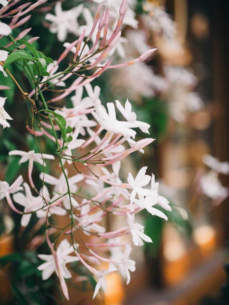 Smells of Spring - Garden Betty