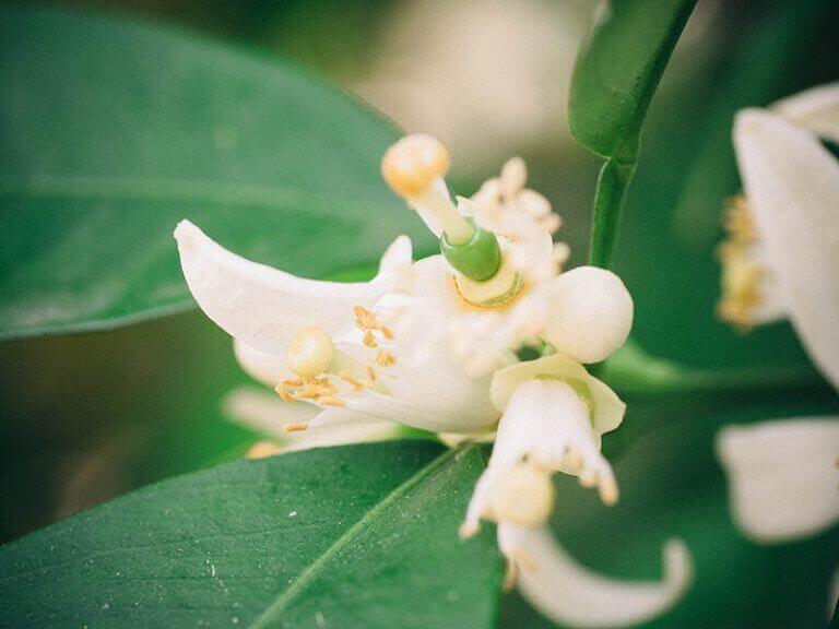 Smells of Spring – Garden Betty