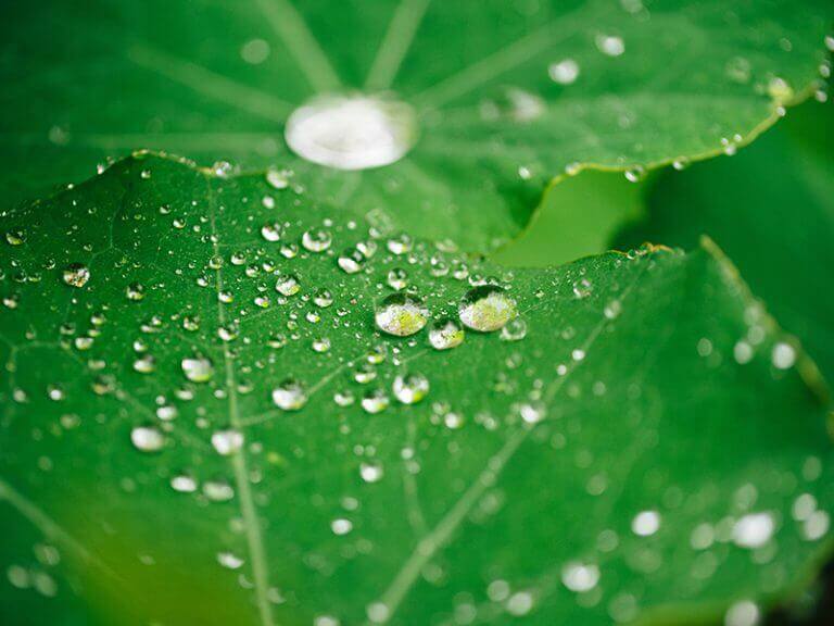 Nasturtium Leaves: The Most Waterproof Surface Ever? - Garden Betty