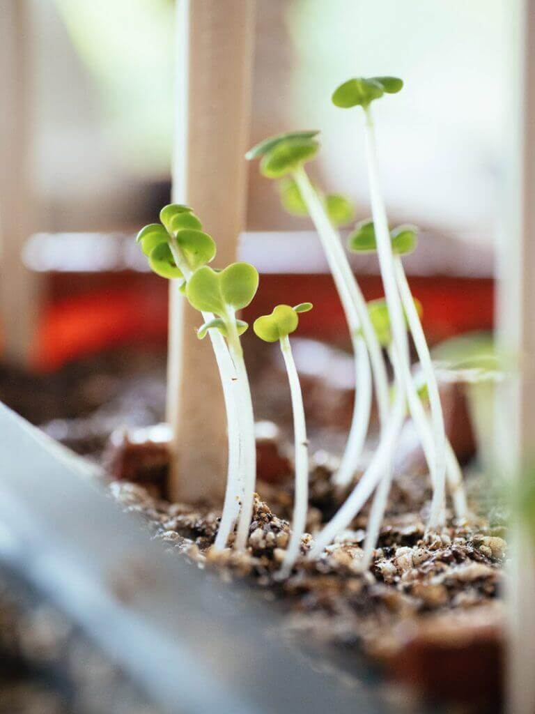 7 Easy Fixes for Leggy Seedlings: How to Help Your Plants Grow Stronger ...